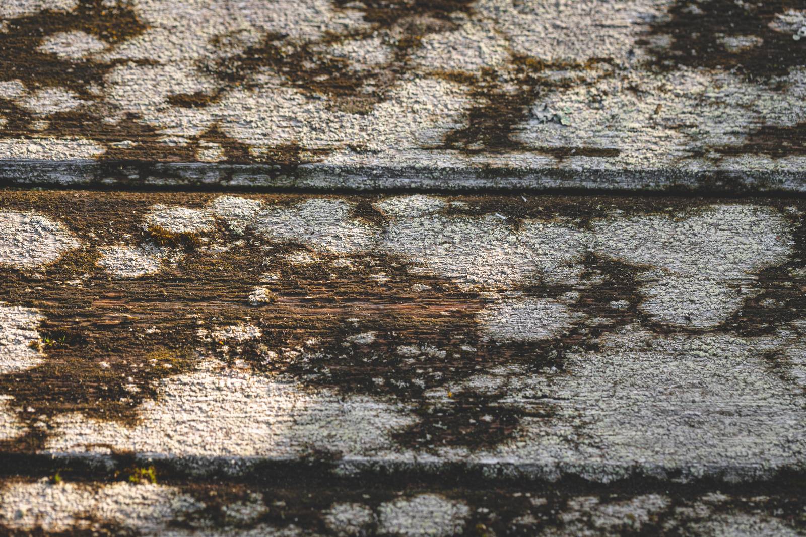 Schimmel auf Holz erkennen und behandeln | Haustec
