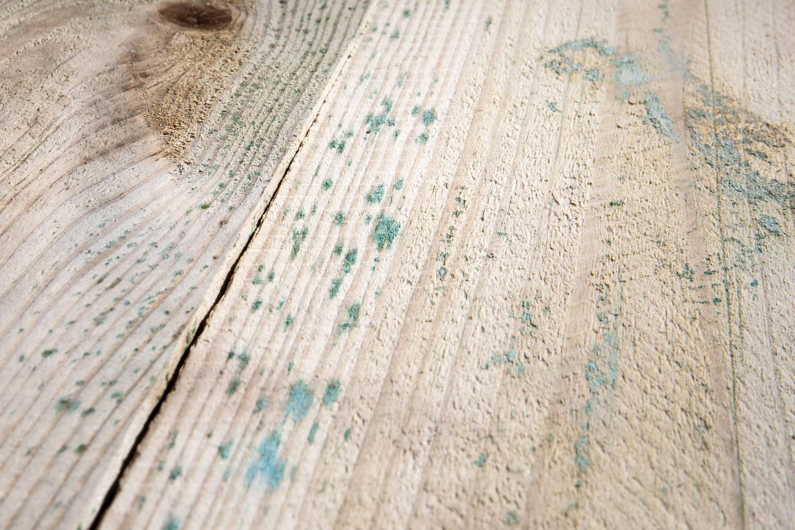 Gruner Schimmel Auf Holz