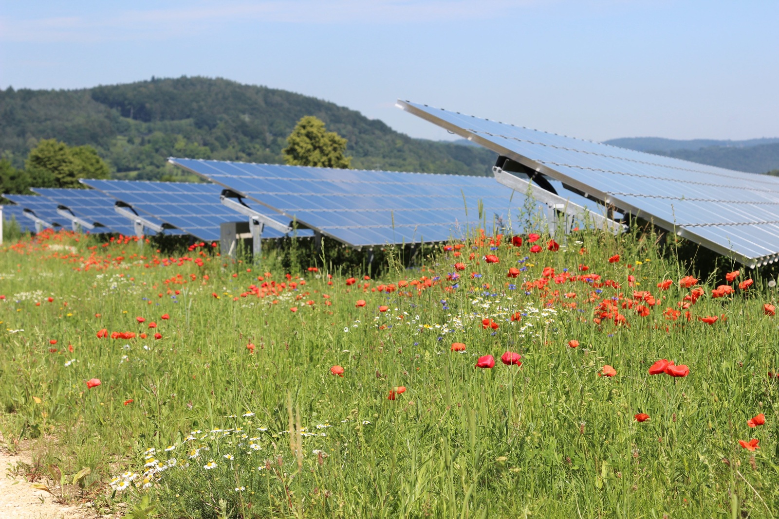 PV-Ausbau in BaWü: Knapp 500 Megawatt Leistung 2024 bereits installiert ...